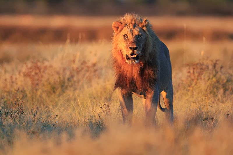 Interesting Facts About Lions Amazing Creatures interesting-facts-about-lions-amazing-creatures