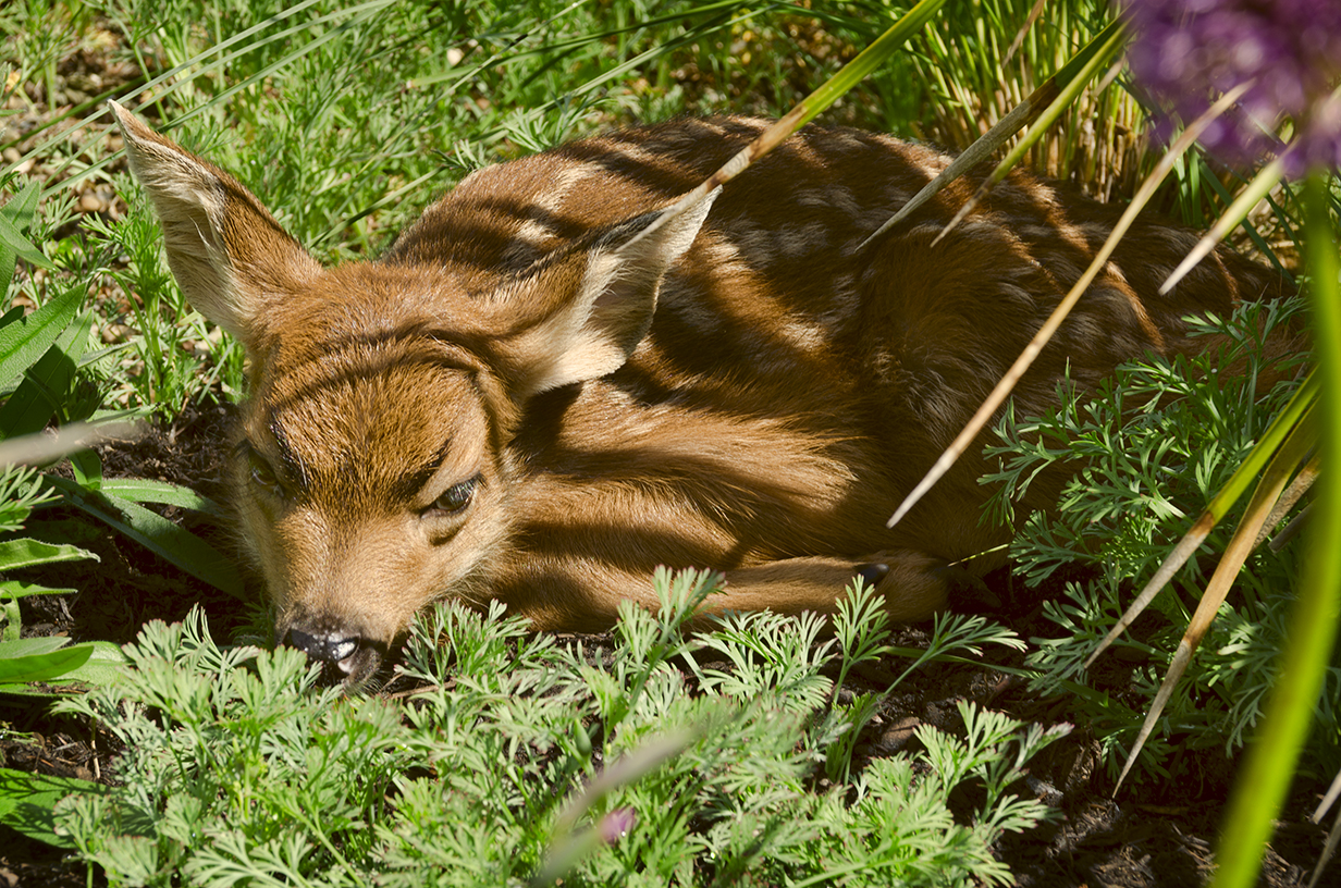 Linda Cochran s Garden Baby Deer In The Garden linda-cochran-s-garden-baby-deer-in-the-garden