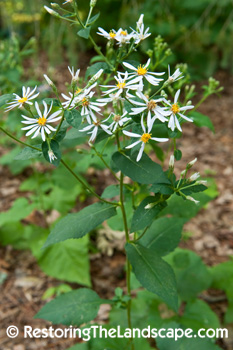Restoring The Landscape With Native Plants: Native Plant of the Week: Big Leaved Aster ~ Eurybia ...