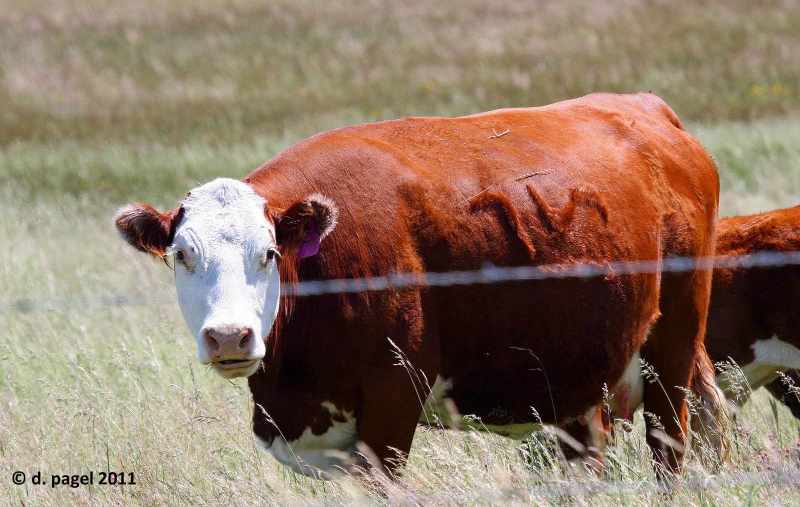 Cattle Fat Porn Celeb Videos cattle-fat-porn-celeb-videos