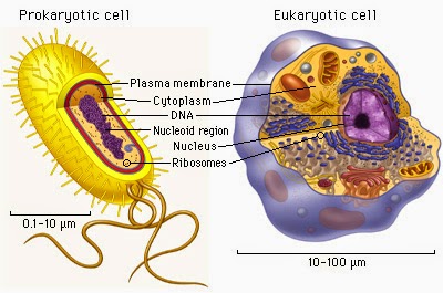 The Structure and Function of Cells In Living Organisms | Natural Science