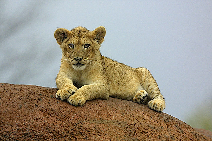 Lion Cub My HD Animals lion-cub-my-hd-animals