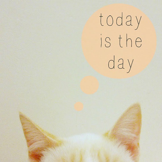 Catsparella: Today Is The Day
