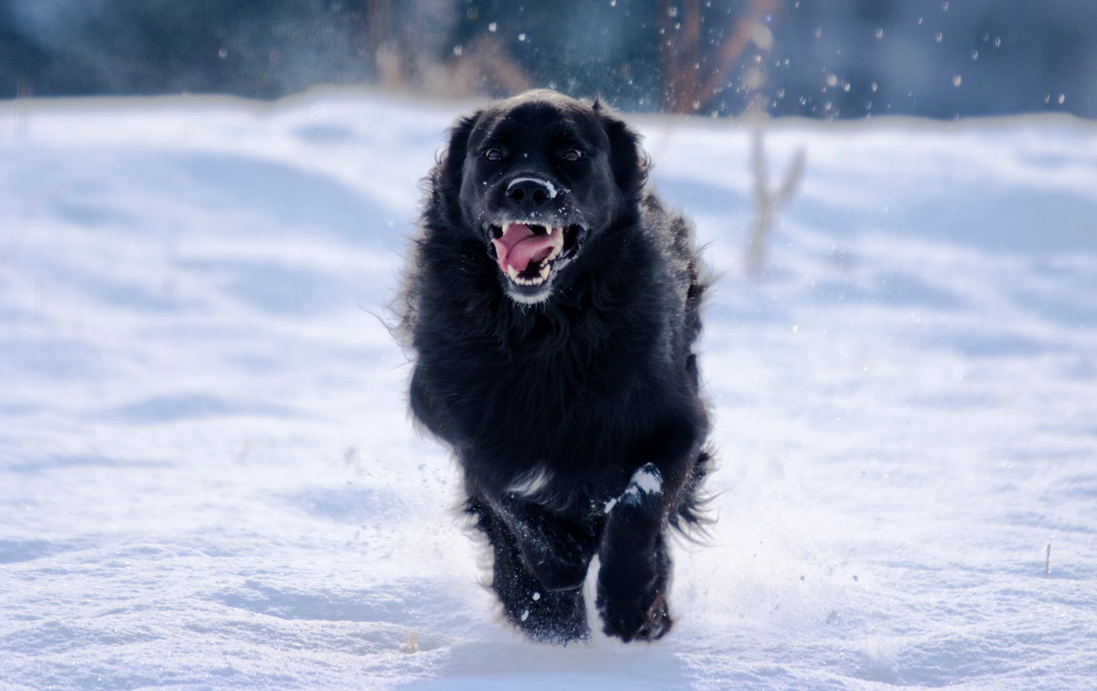 Seeking Joy In Change Fending Off The Black Dogs seeking-joy-in-change-fending-off-the-black-dogs