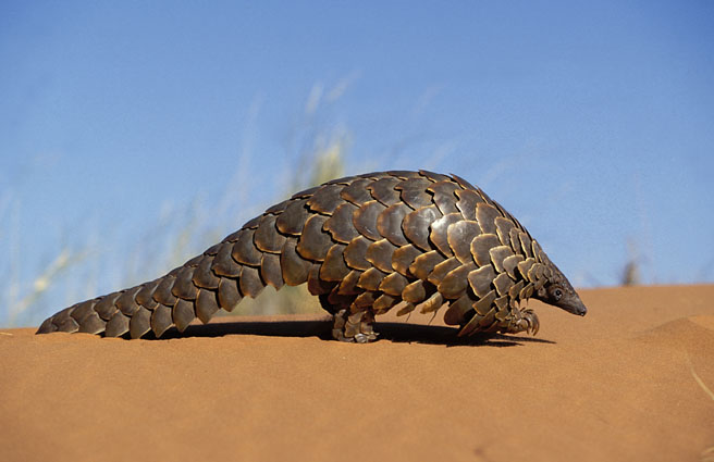 Science Animals With Scales science-animals-with-scales