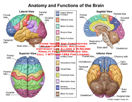Diagram Of The Brain And Functions Diagram Of The Brain And Functions