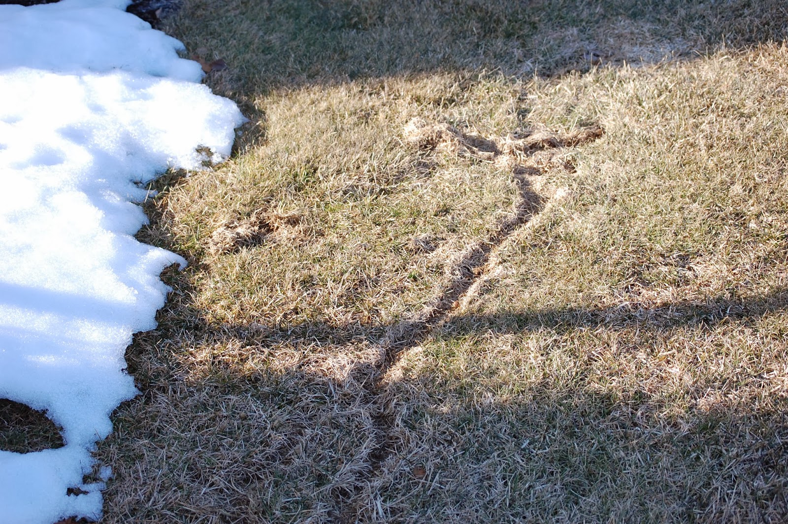 Franklin County (PA) Gardeners: Winter Damage, Part II (Voles) Franklin County (PA) Gardeners: Winter Damage, Part II (Voles)