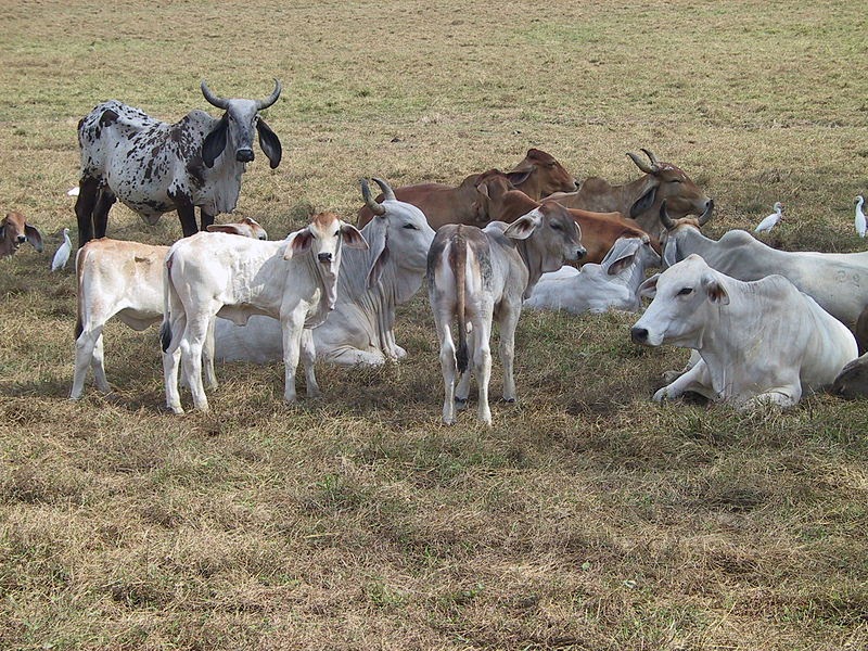 AboveCapricorn Live Cattle Exports From Australia Recommence abovecapricorn-live-cattle-exports-from-australia-recommence