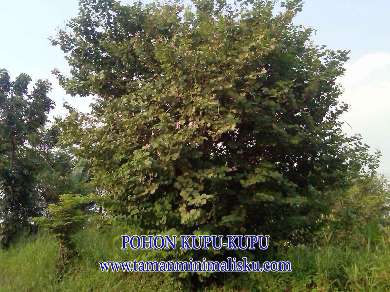 JUAL POHON KUPU KUPU | POHON PELINDUNG | JUAL TANAMAN HIAS MURAH ... JUAL POHON KUPU KUPU | POHON PELINDUNG | JUAL TANAMAN HIAS MURAH ...