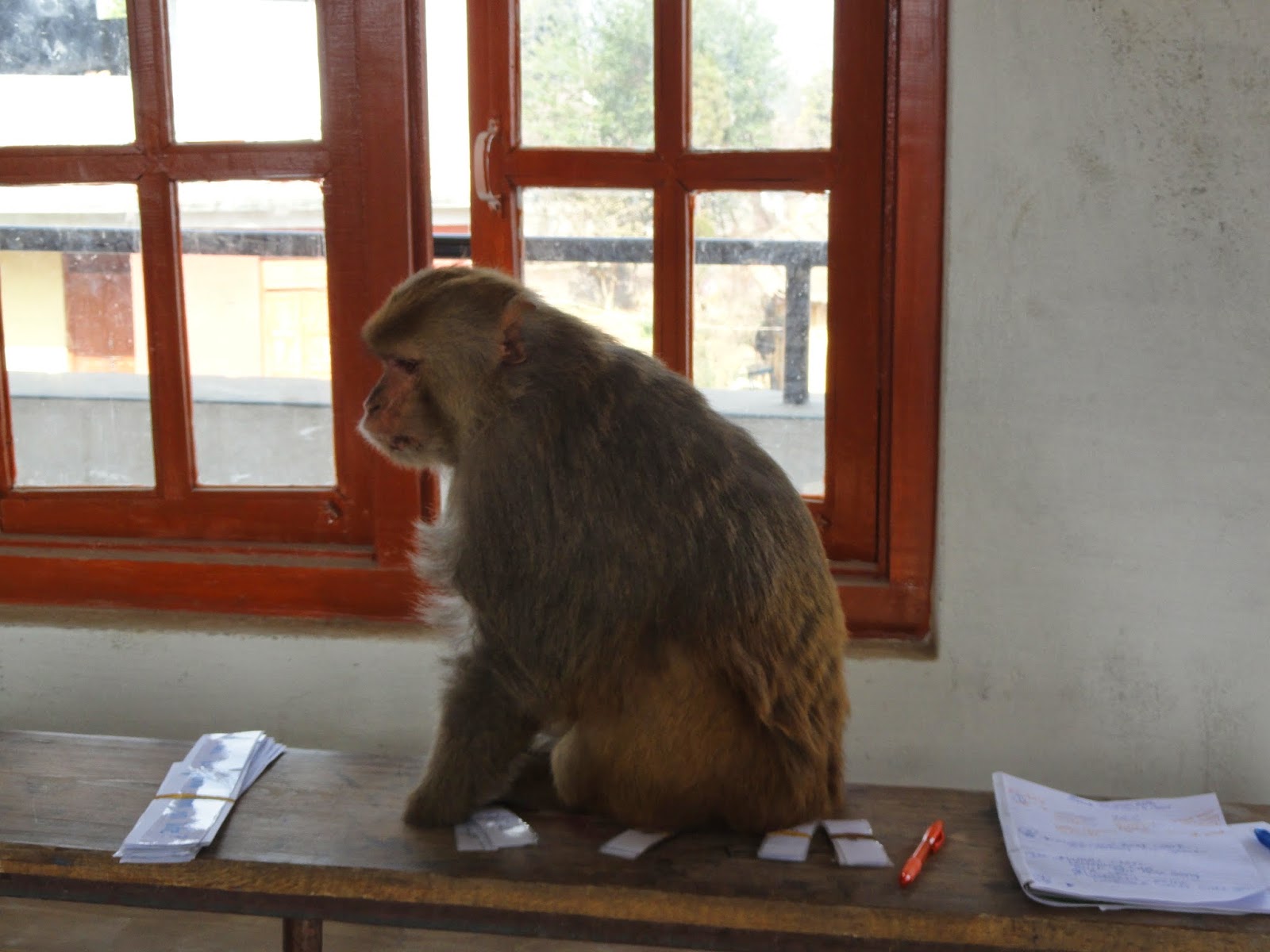 Expanding My Corner: No More Monkey Business Expanding My Corner: No More Monkey Business