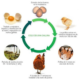 Ciencias Naturales Creativas