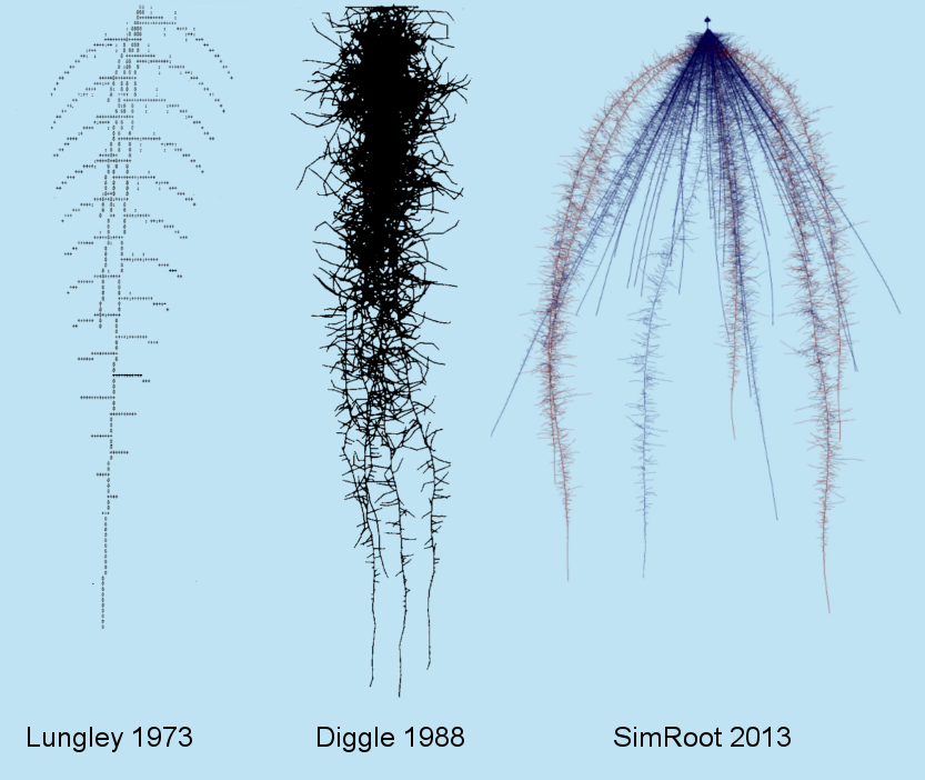 Root Biology News: 3D simulation modeling of root system architecture ... Root Biology News: 3D simulation modeling of root system architecture ...