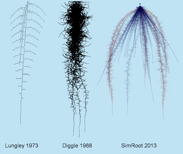 Root Biology News: 3D simulation modeling of root system architecture ... Root Biology News: 3D simulation modeling of root system architecture ...