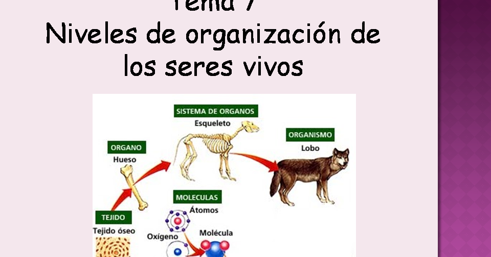 biología y geología 1ºbto: TEMA 7 Niveles de organización de los seres ...