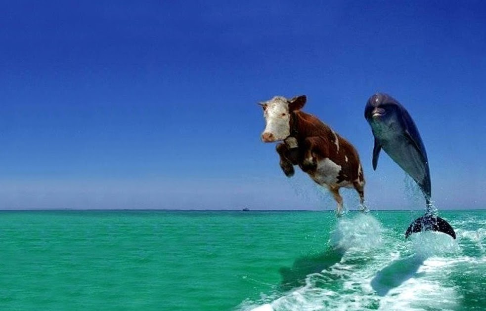 Funny Animals Wallpaper Funny Animal funny-animals-wallpaper-funny-animal