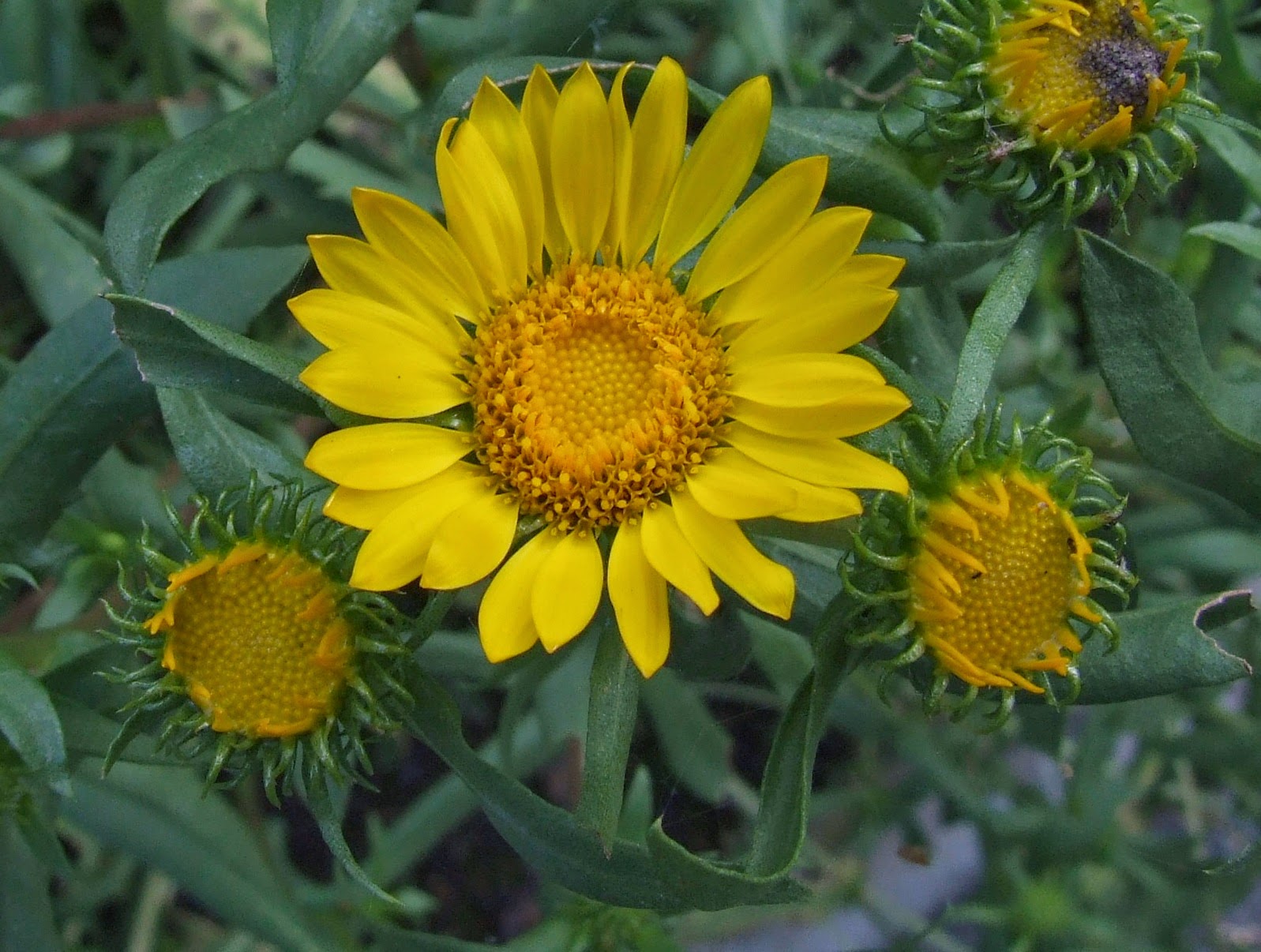 Materia Medica Folio : Grindelia robusta