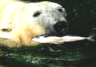 Polar Bear - What Kind Of Fish Do Polar Bears Eat