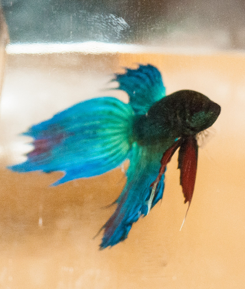 Committed Stitcher: Office Fish!