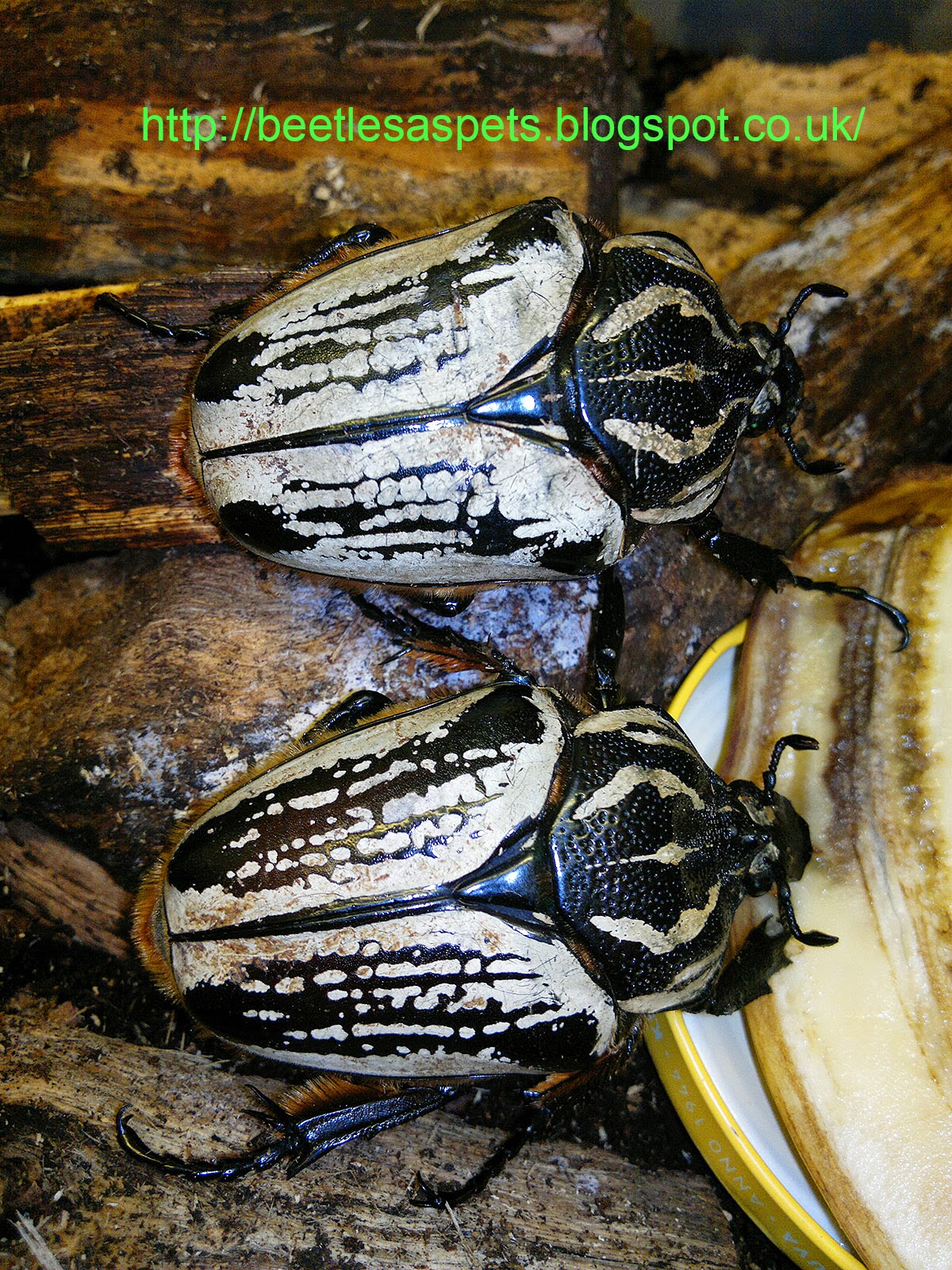 Beetles as pets: Sneak peek preview: a goliath beetle, Goliathus Orientalis Preissi