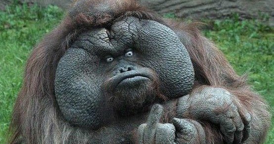 Funny Gorillas Pictures-Photos 2012 | Funny World