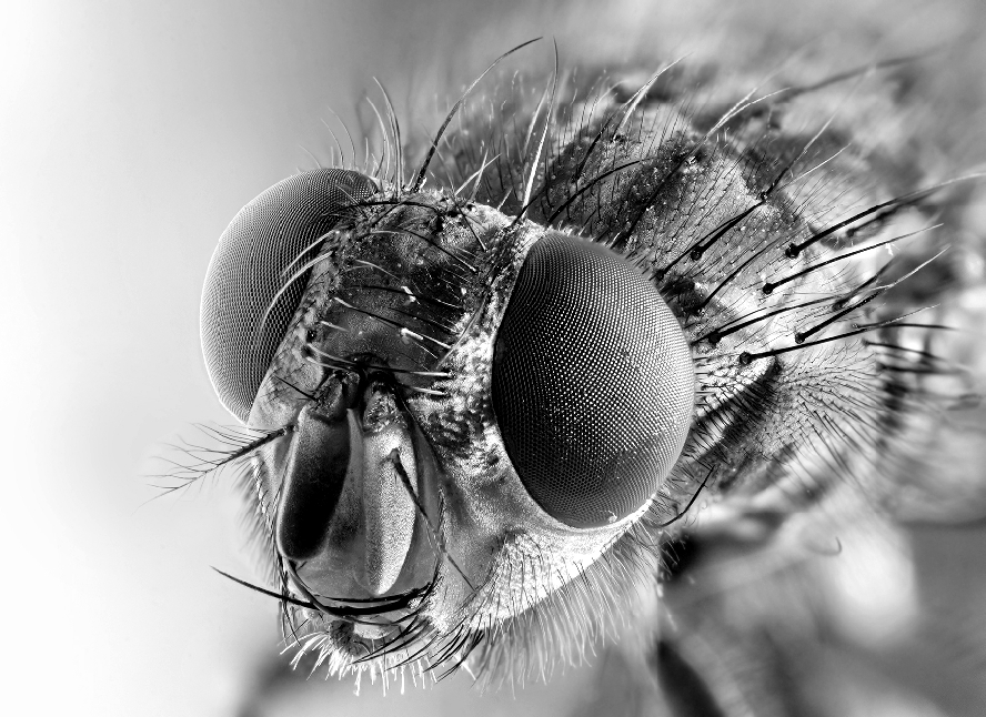 4 Facts Sake FLIES 4-facts-sake-flies