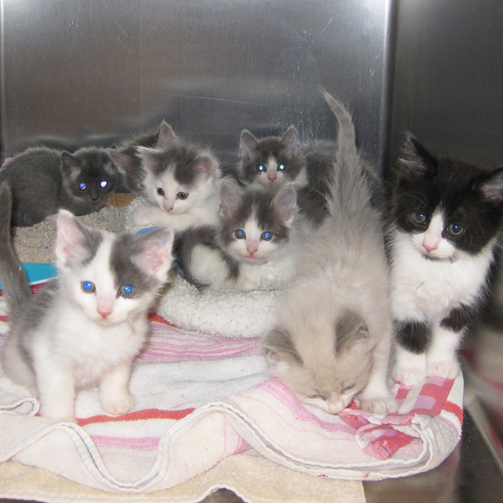 ARF Foster Connection 6 Week Old Kittens arf-foster-connection-6-week-old-kittens