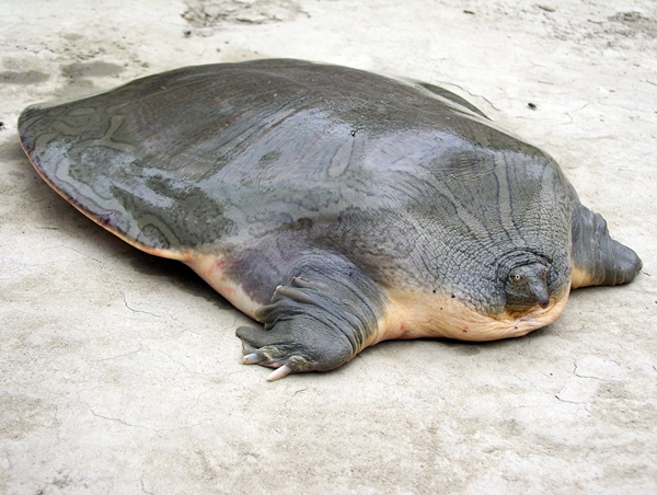Turtle Pictures: Indian narrow-headed softshell turtle - Chitra indica Turtle Pictures: Indian narrow-headed softshell turtle - Chitra indica