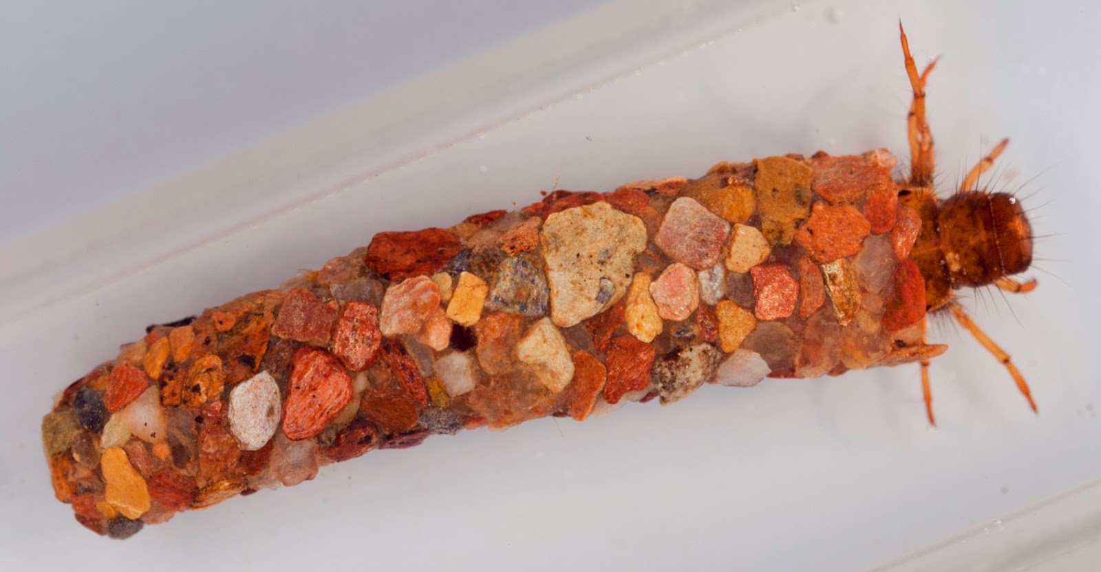 Aquatic Insects of Central Virginia: The seasons of the caddisfly case-makers