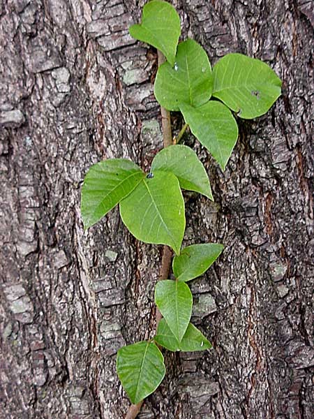 The Extraordinary Life Of Samdaniel Poison Ivy Toxicodendron Radicans the-extraordinary-life-of-samdaniel-poison-ivy-toxicodendron-radicans