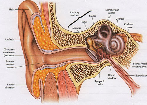 Biology Diagrams Images Pictures Of Human Anatomy And Physiology biology-diagrams-images-pictures-of-human-anatomy-and-physiology
