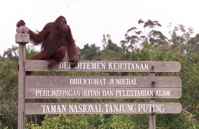 Wisata taman nasional tanjung puting - seruyan, kalimantan tengah | Infoindoku - Informasi ...