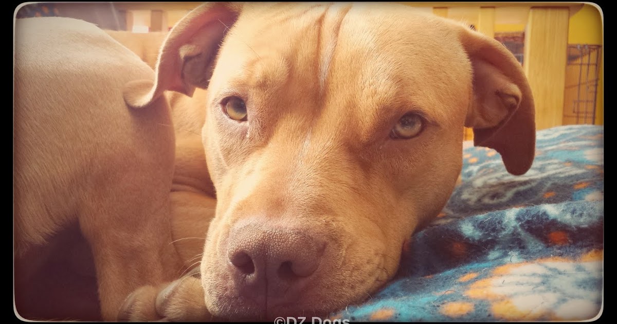 DZ s Adventures Impulse Control In Dogs Obedience Wk 2 dz-s-adventures-impulse-control-in-dogs-obedience-wk-2
