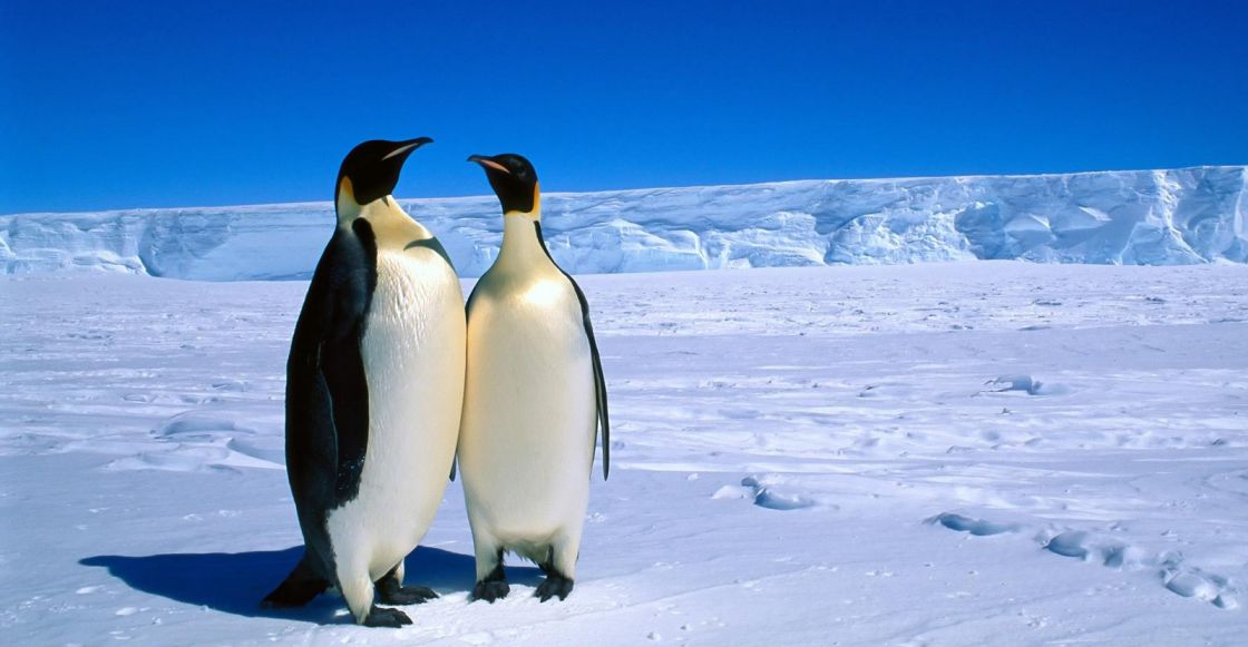 En los dos polos (II): el círculo polar antártico, un mundo de ...