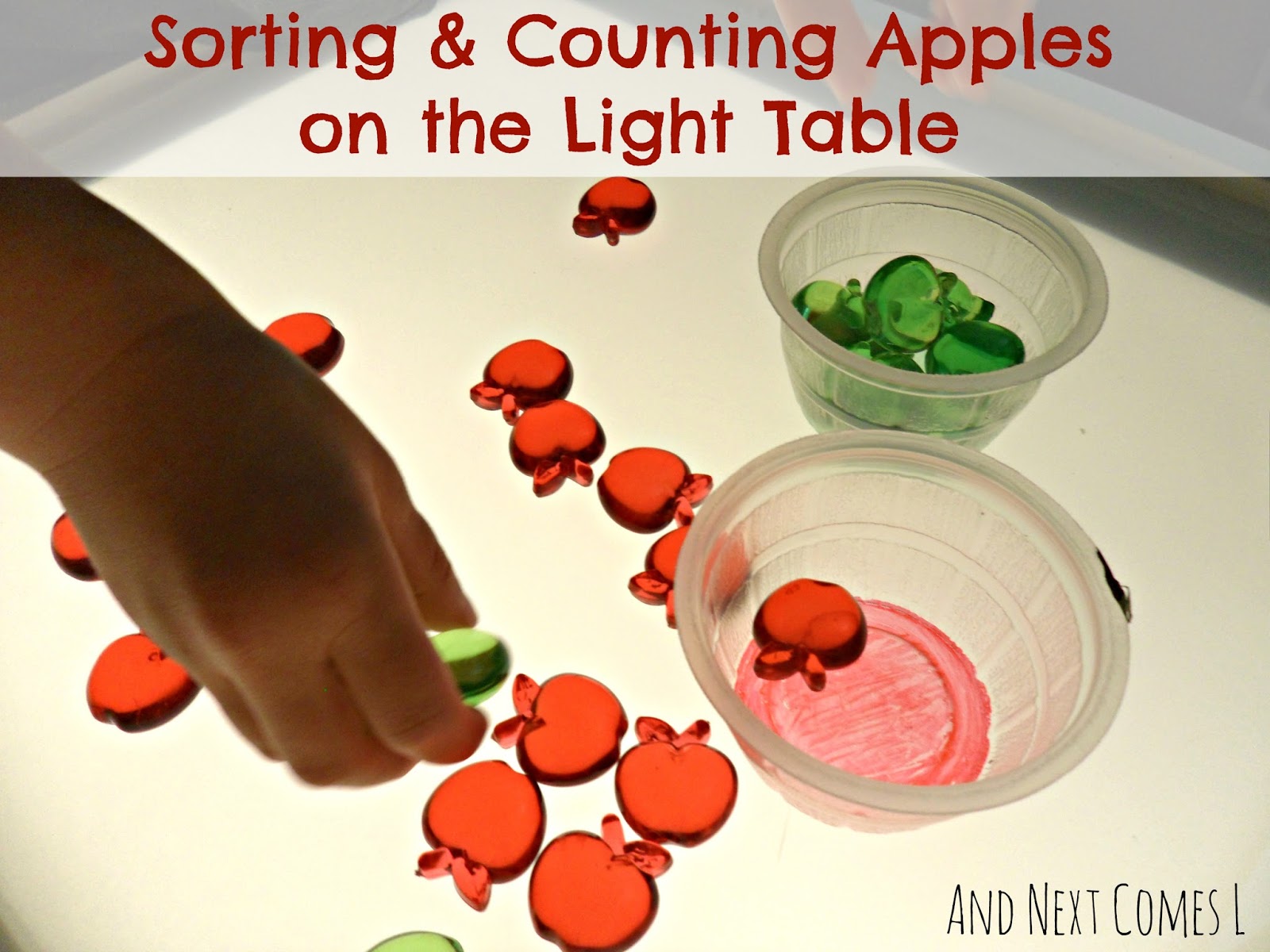 Sorting & Counting Apples on the Light Table | And Next Comes L