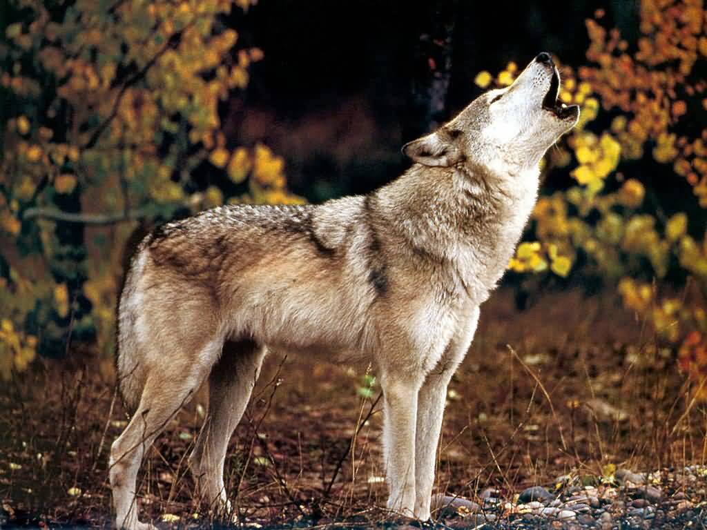 White Wolf National Wolf Awareness Week white-wolf-national-wolf-awareness-week