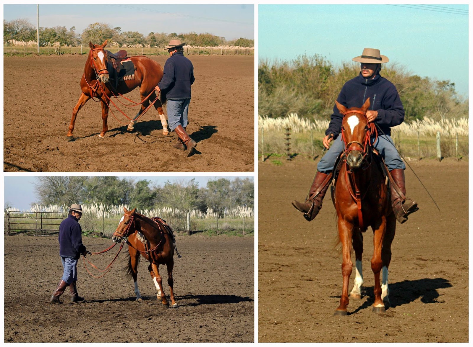 Doma Inteligente - Ignacio Sáenz Valiente - Argentine Horsemanship: En un caballo conviven dos
