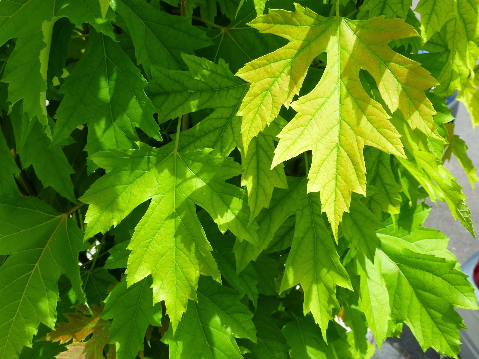 Árboles con alma: Arce plateado. Erable argentat. (Acer saccharinum) Árboles con alma: Arce plateado. Erable argentat. (Acer saccharinum)