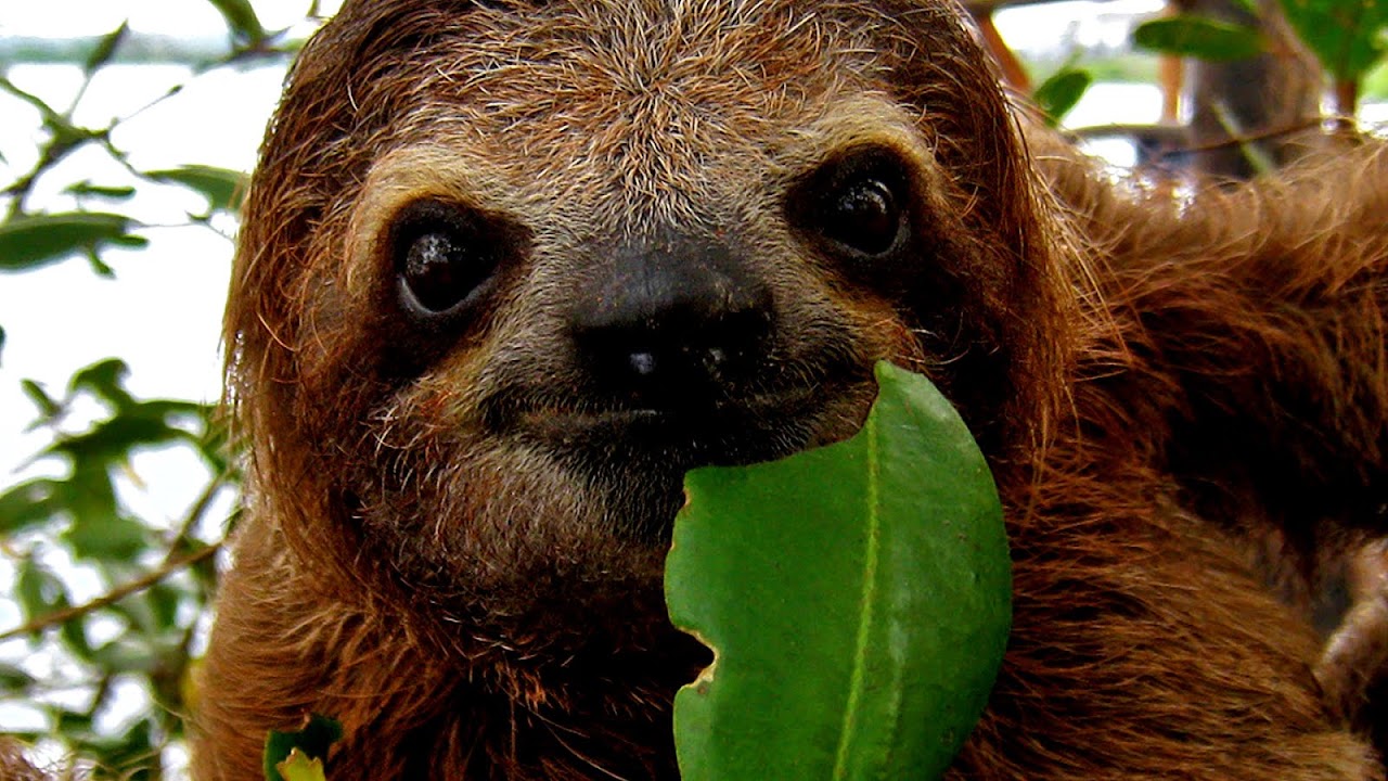 Why Is The Three Toed Sloth Endangered - Danger Choices