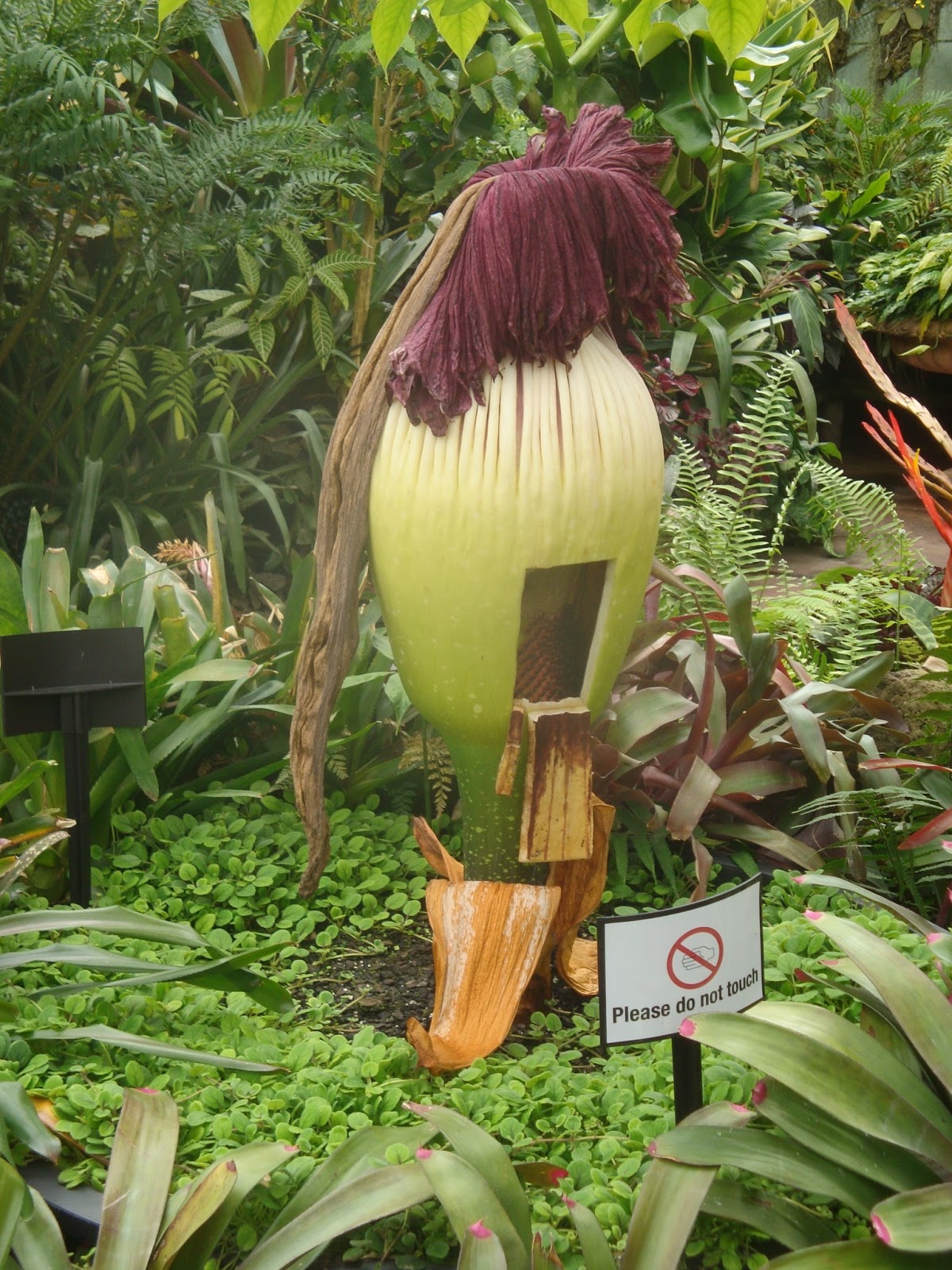 Titan Arum Archives - melbcity.net.aumelbcity.net.au Titan Arum Archives - melbcity.net.aumelbcity.net.au