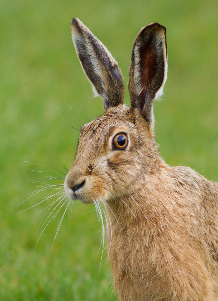 Wrights Wanderings: Brown Hares, Rutland Wrights Wanderings: Brown Hares, Rutland