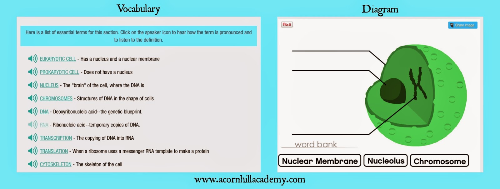 Acorn Hill Academy: REVIEW: Standard Deviants Accelerate