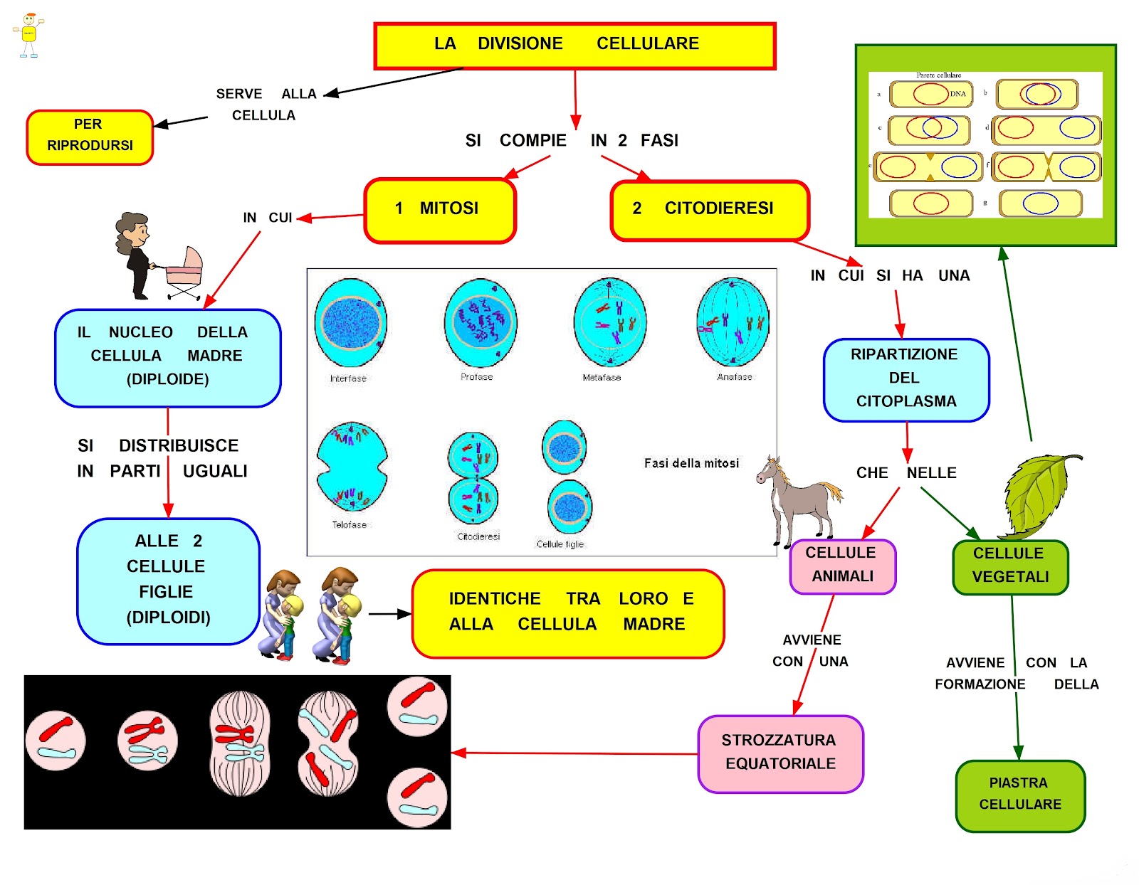 MAPPER: DIVISIONE CELLULARE
