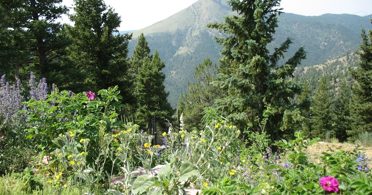 Colorado Mountain Gardener: Mountain Gardening Blog Opens for Jeffco ... Colorado Mountain Gardener: Mountain Gardening Blog Opens for Jeffco ...