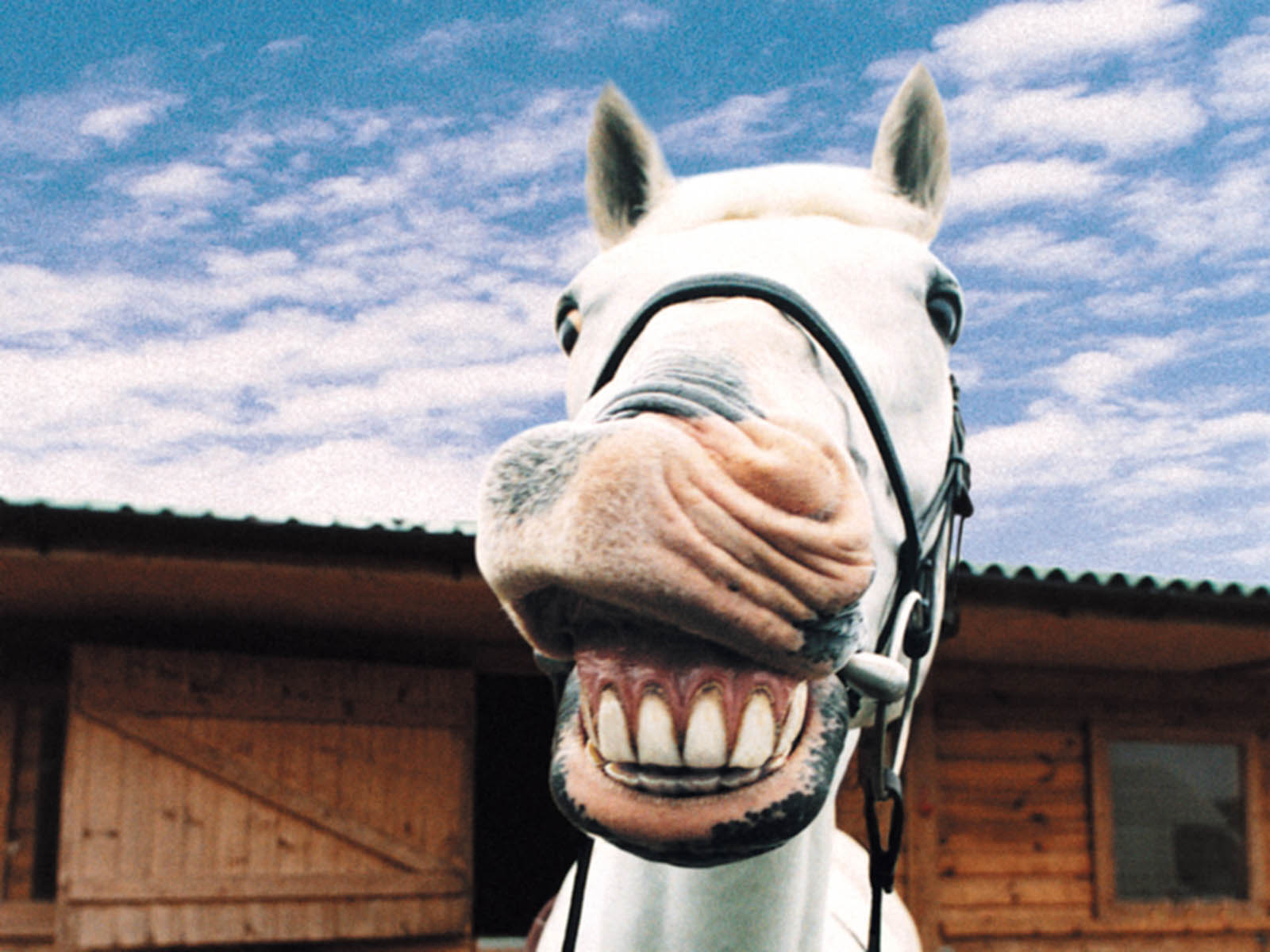 Celebrity Wallpapers Funny Farm Animals celebrity-wallpapers-funny-farm-animals