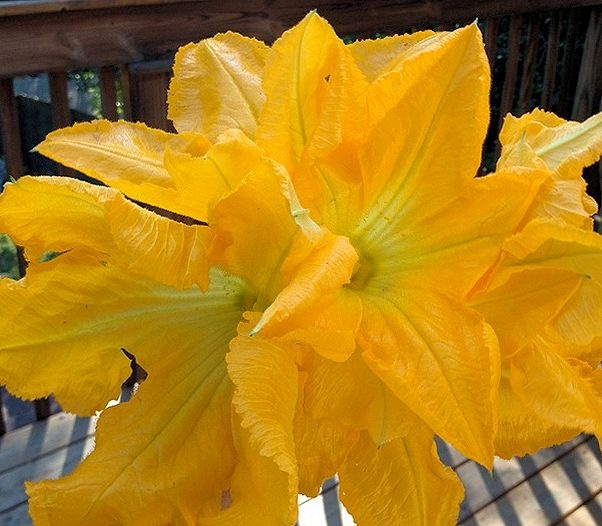 The Long Awaited Stuffed Squash Blossom Recipe the-long-awaited-stuffed-squash-blossom-recipe