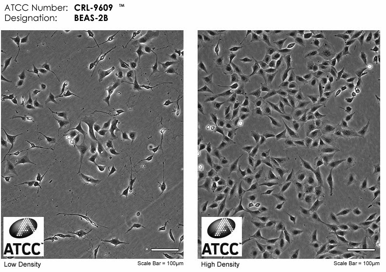 No.1 blogger!! : Beas-2B Cell line