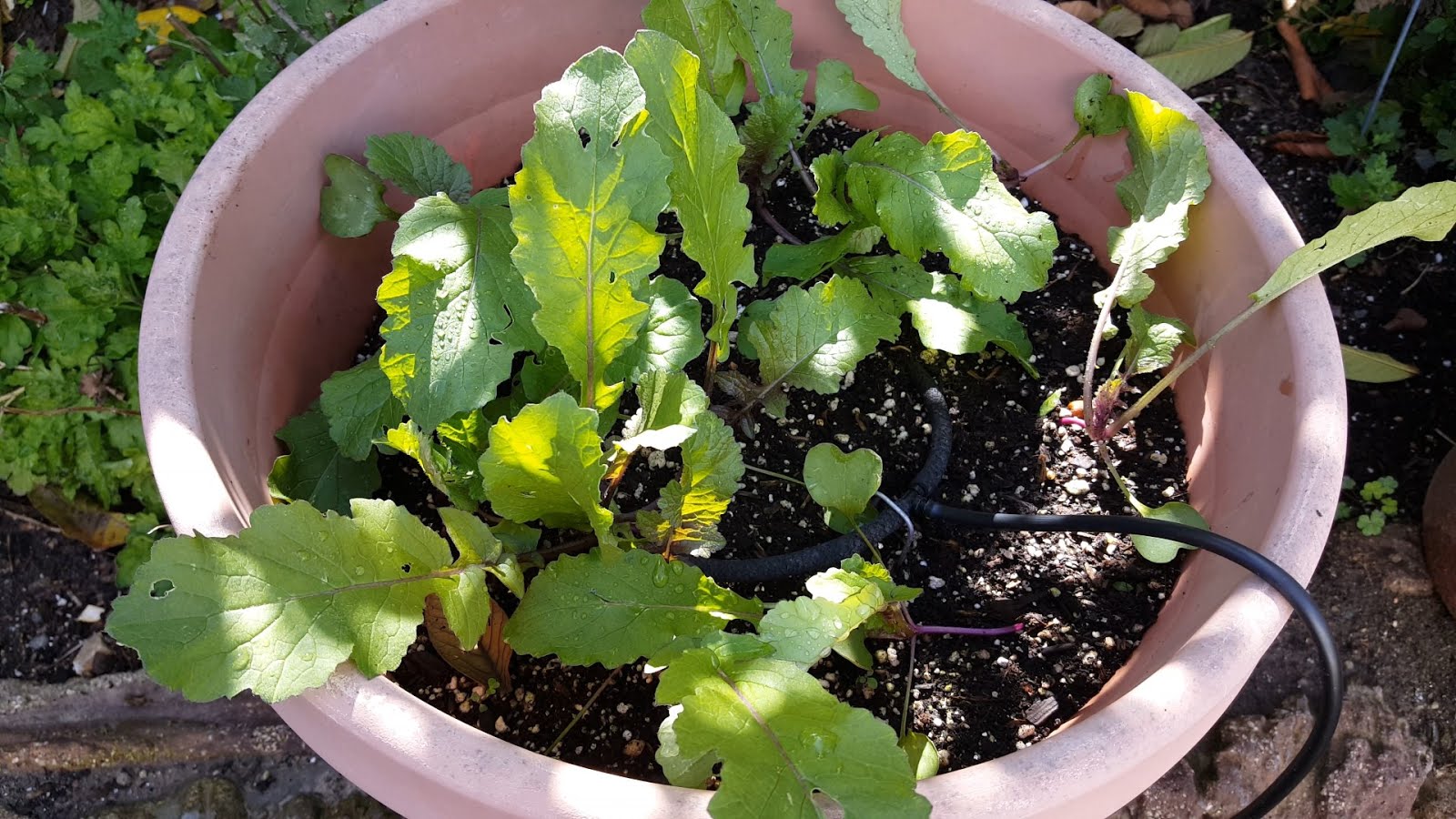 California Gardening Growing Purple Daikon Radish In Containers california-gardening-growing-purple-daikon-radish-in-containers