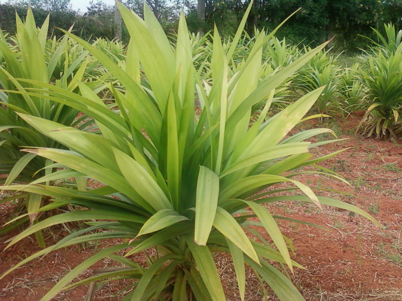 Tanisha Herbal Dealers Aromatic Plants tanisha-herbal-dealers-aromatic-plants