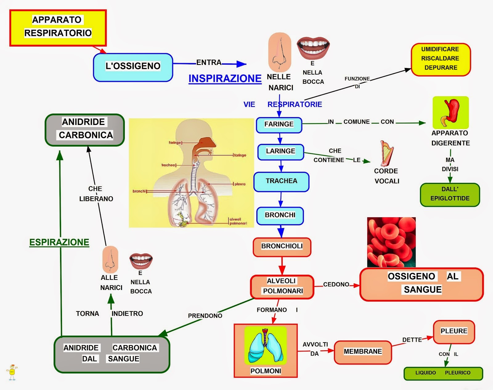 Mappa concettuale: Apparato Respiratorio • Scuolissima.com Mappa concettuale: Apparato Respiratorio • Scuolissima.com