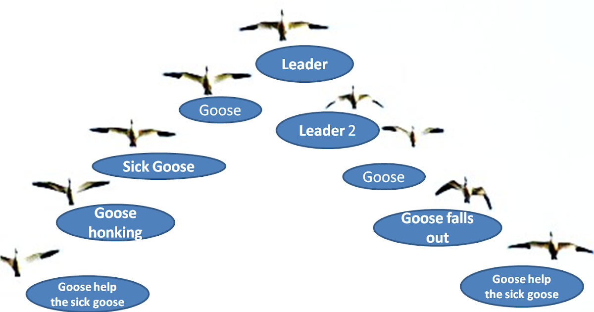 Project Management: Canada Geese - Best Example of Team Building and ...